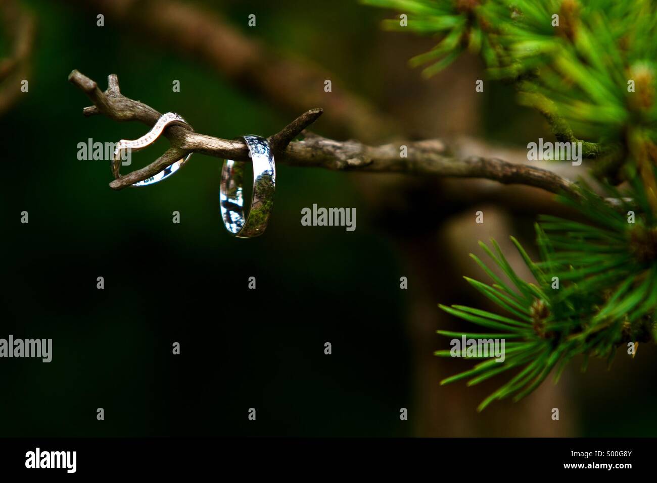 Wedding rings hanging on a branch Stock Photo - Alamy