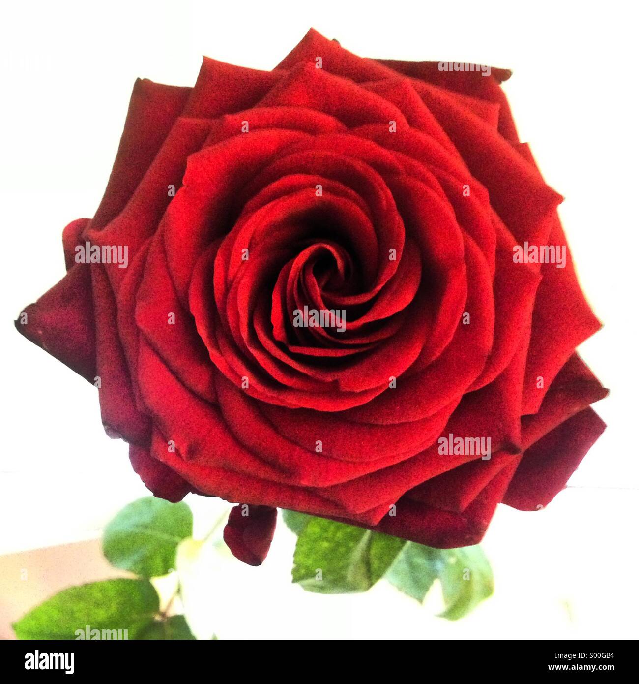 Rose swirl hi-res stock photography and images - Alamy
