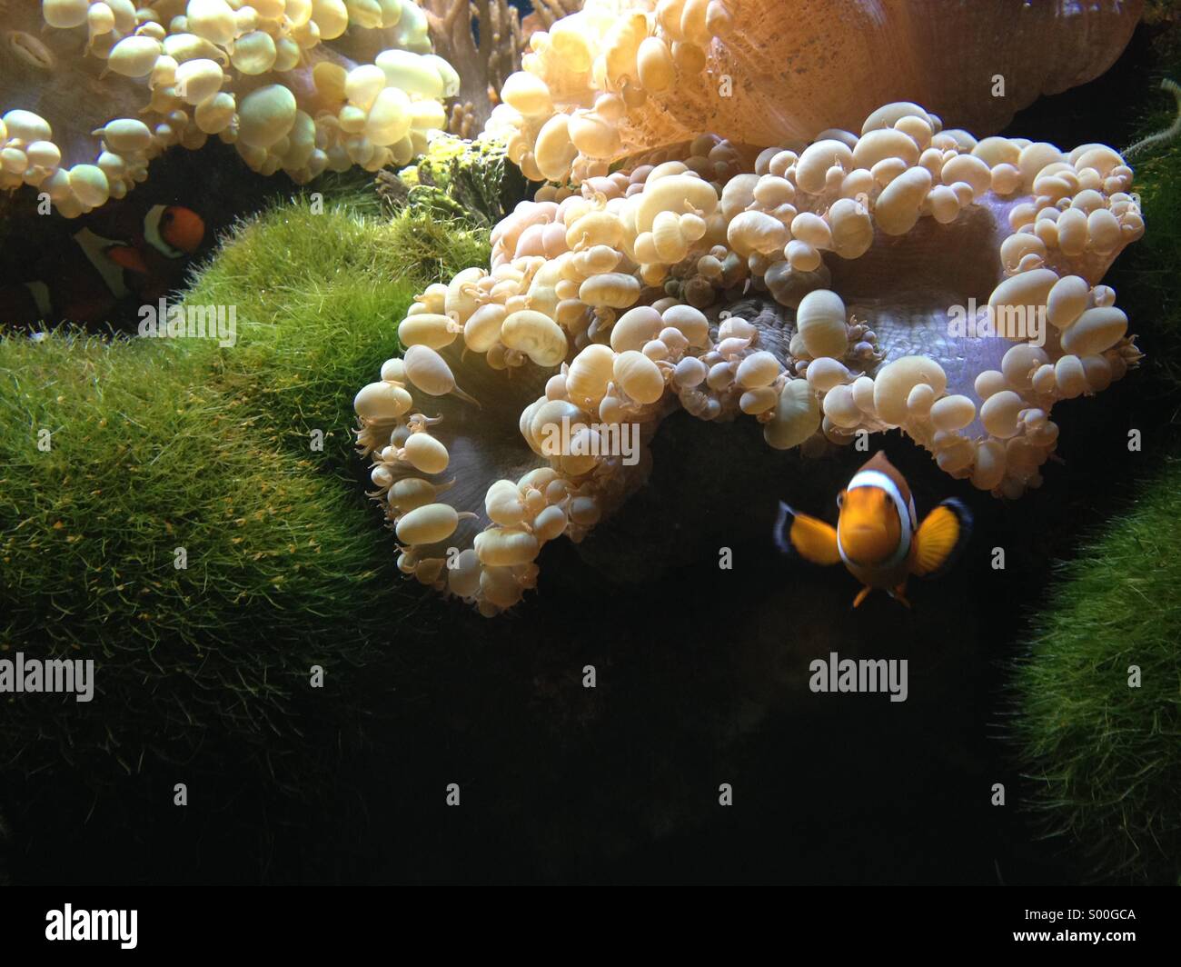Hiding in coral hi-res stock photography and images - Alamy