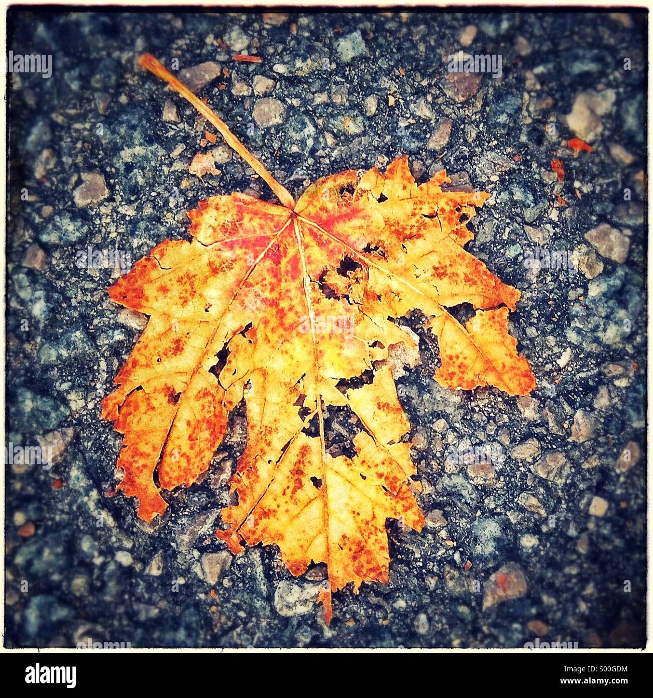 Autumn fallen leaf on floor Stock Photo - Alamy