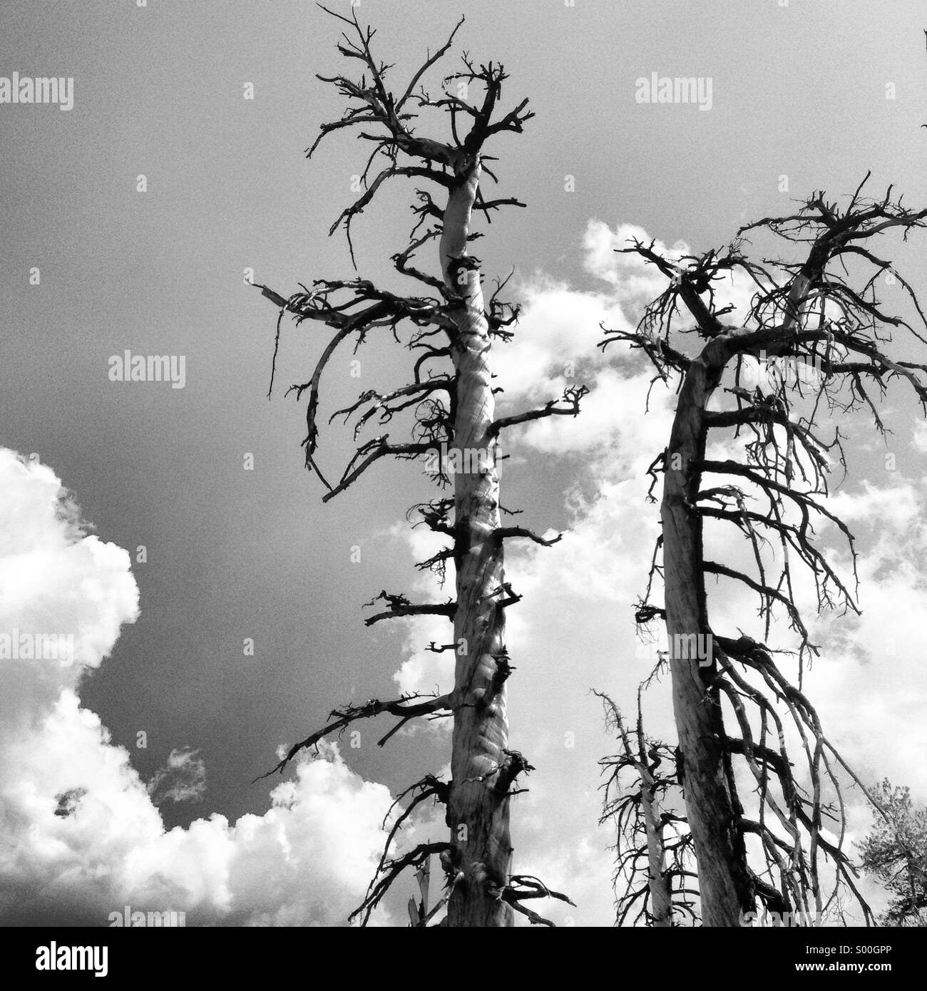Storm damage to trees Black and White Stock Photos & Images - Alamy