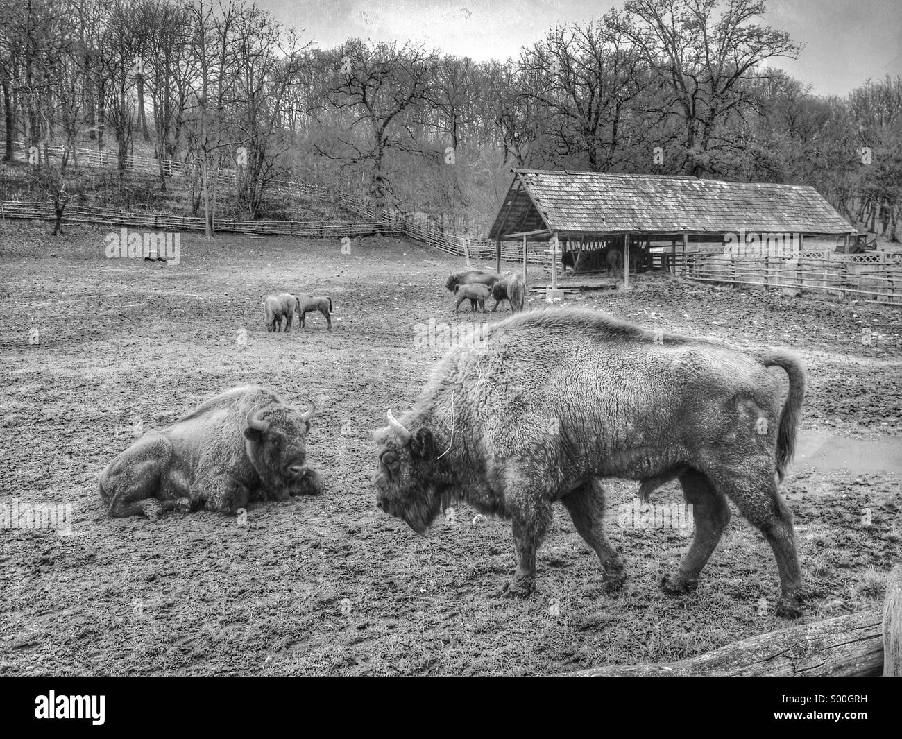 Hateg hi-res stock photography and images - Alamy