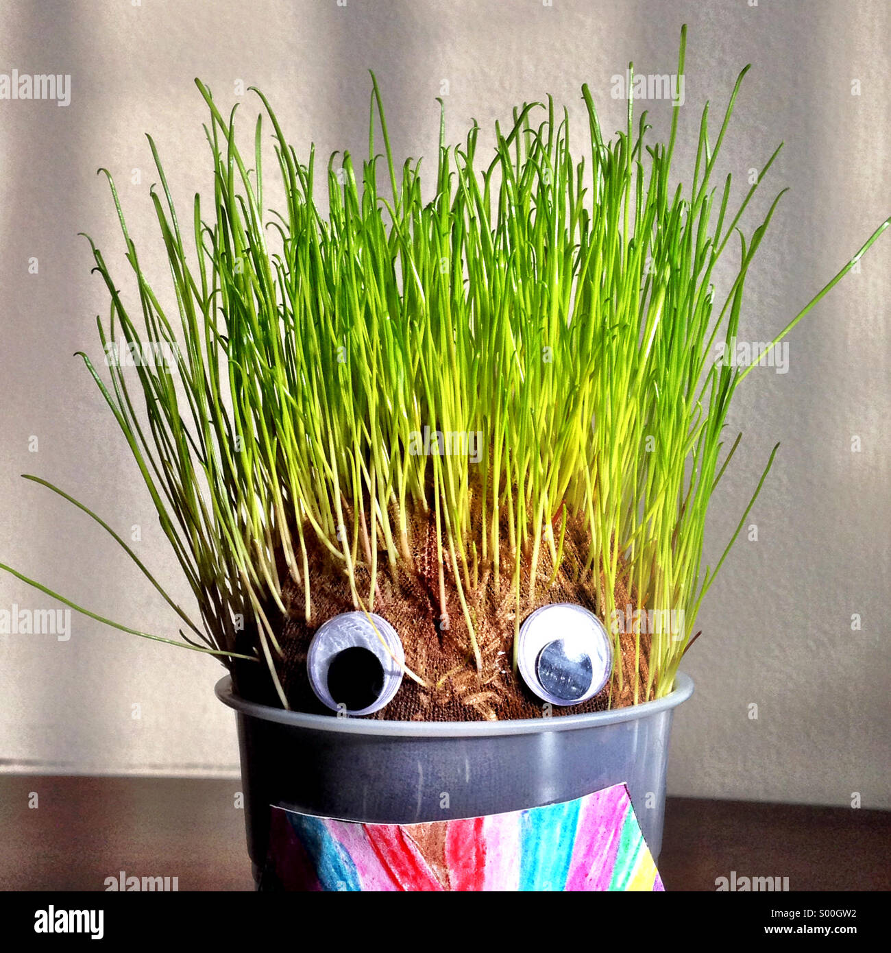 Kid's craft growing grass Stock Photo - Alamy