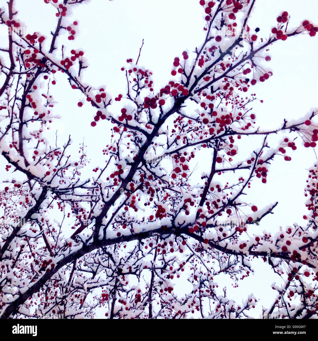 Snow covered ornamental cherry tree Stock Photo - Alamy