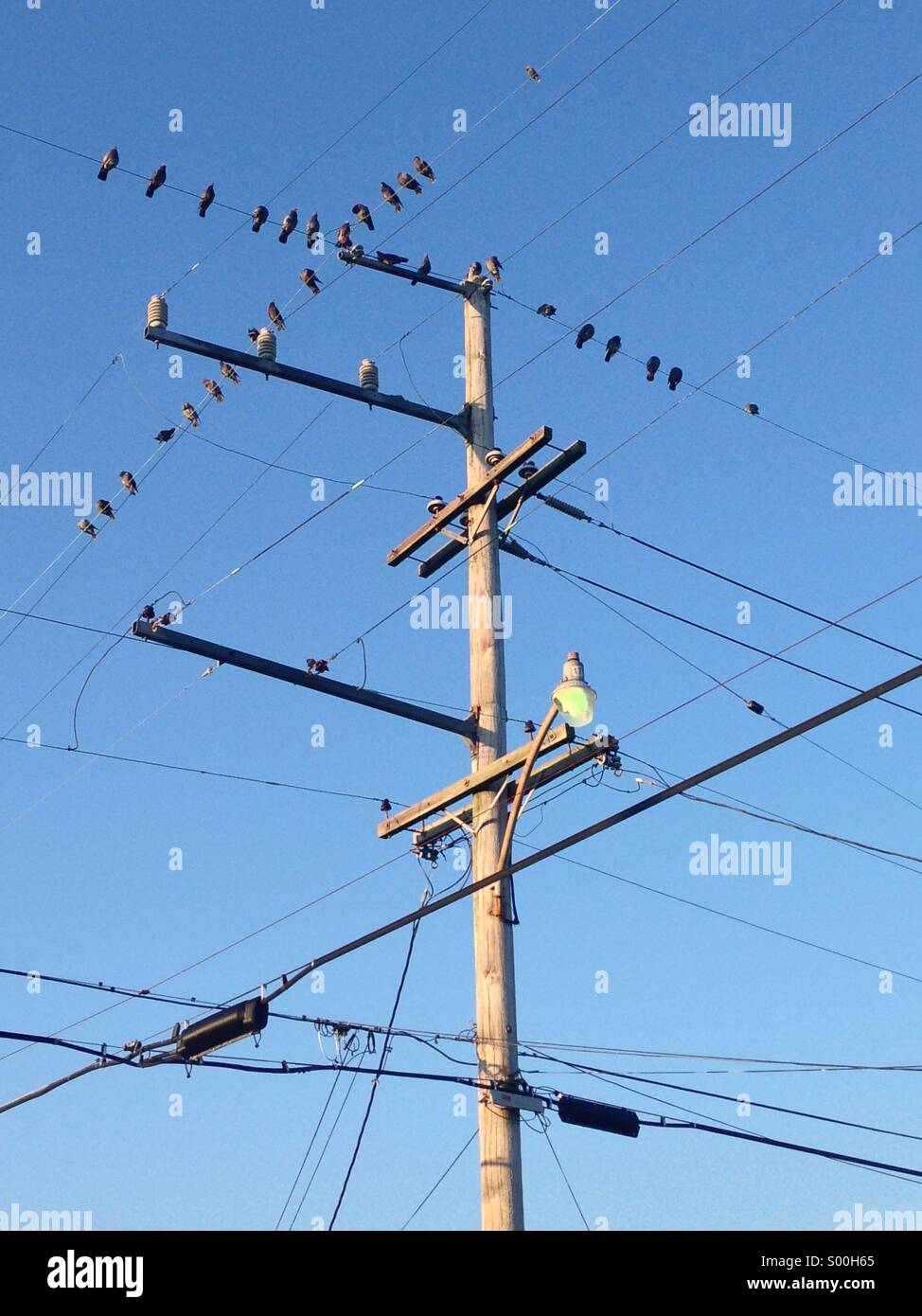 Pigeons on a wire hi-res stock photography and images - Alamy