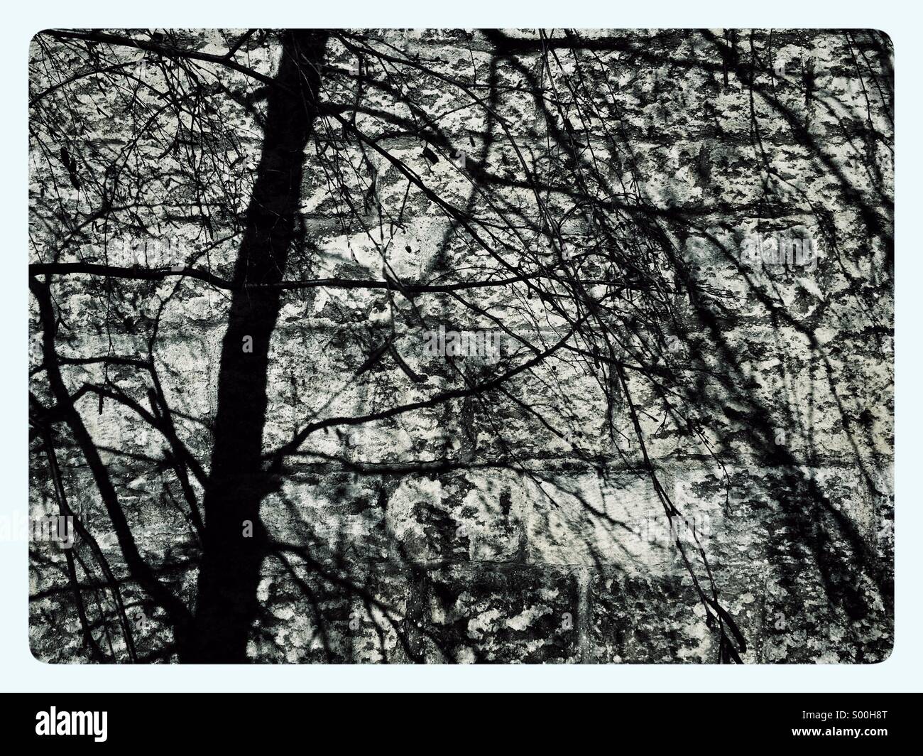Tree Branch shadow on a wall Stock Photo - Alamy