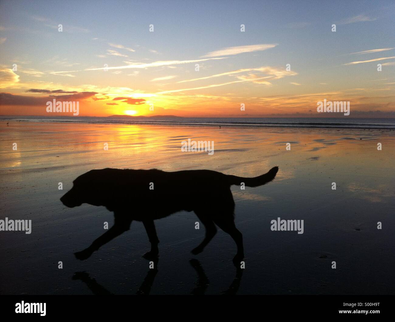 Labrador at beach hi-res stock photography and images - Alamy