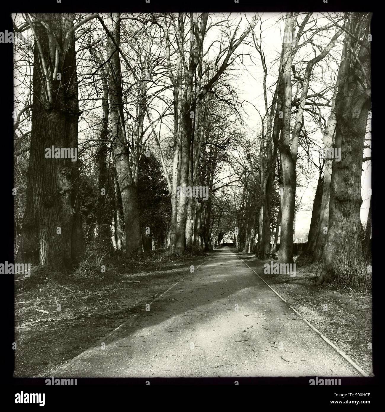 Tree Line Lane Stock Photo - Alamy