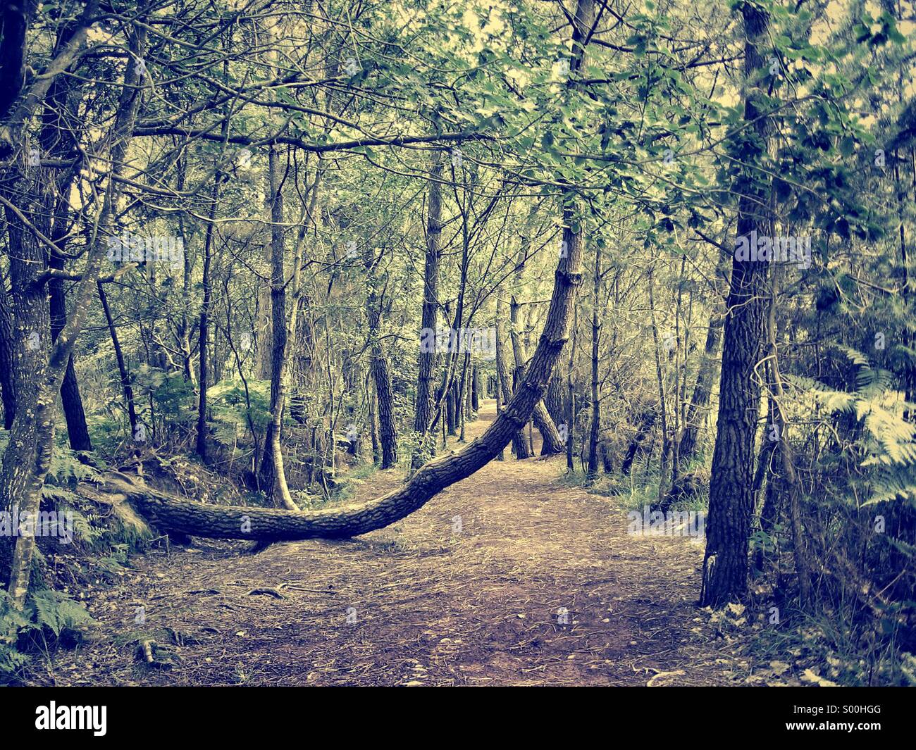 Magical pathway hi-res stock photography and images - Alamy
