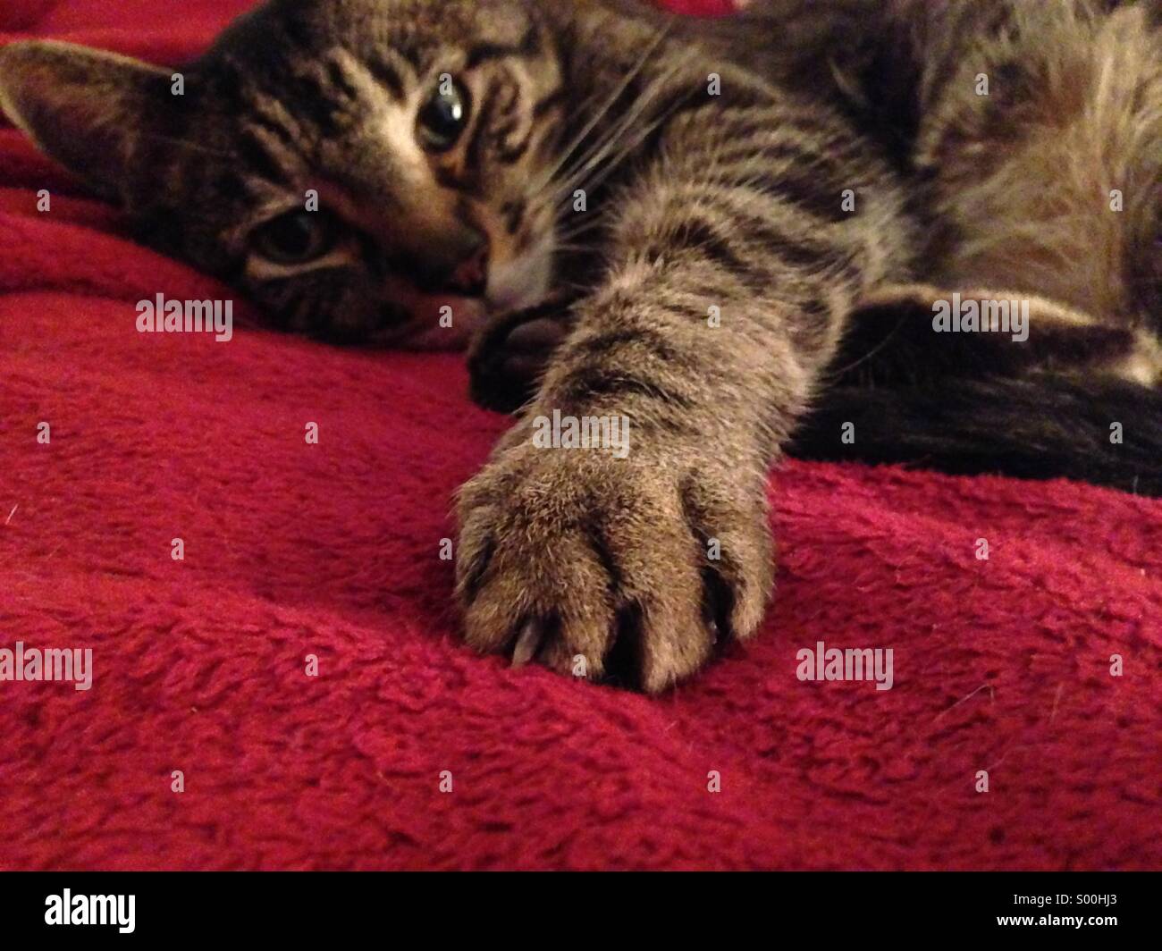 Cat paw reaching hi-res stock photography and images - Alamy