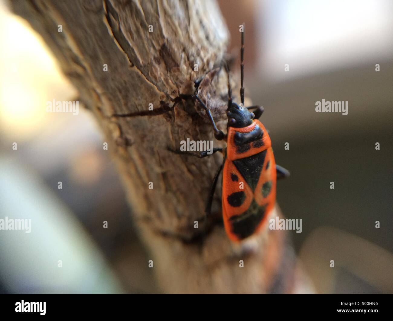 Firebug macro hi-res stock photography and images - Alamy