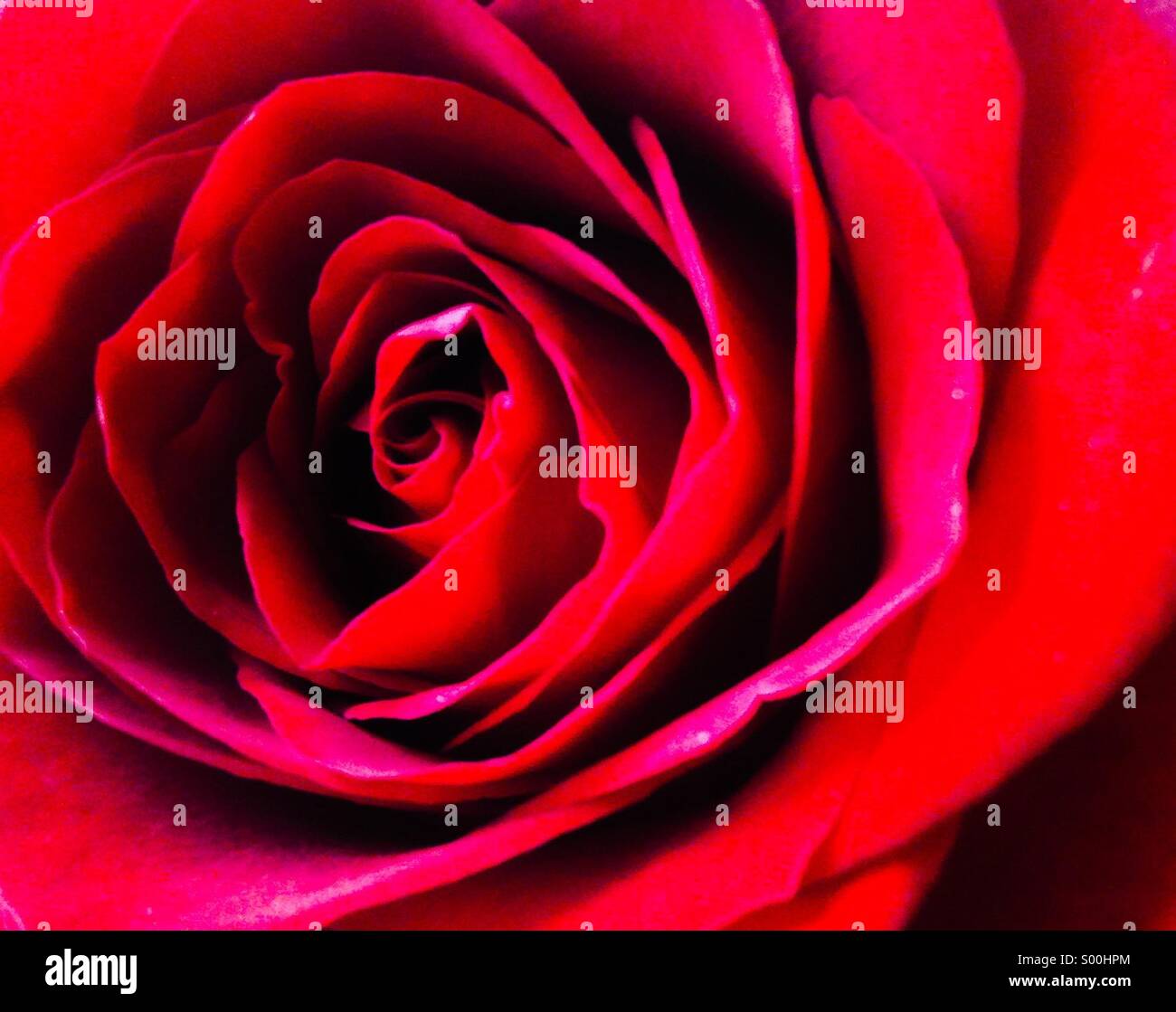 Romance Of The Rose High Resolution Stock Photography and Images - Alamy