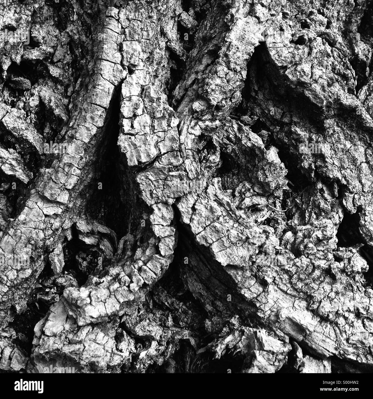 White bark detail hi-res stock photography and images - Alamy