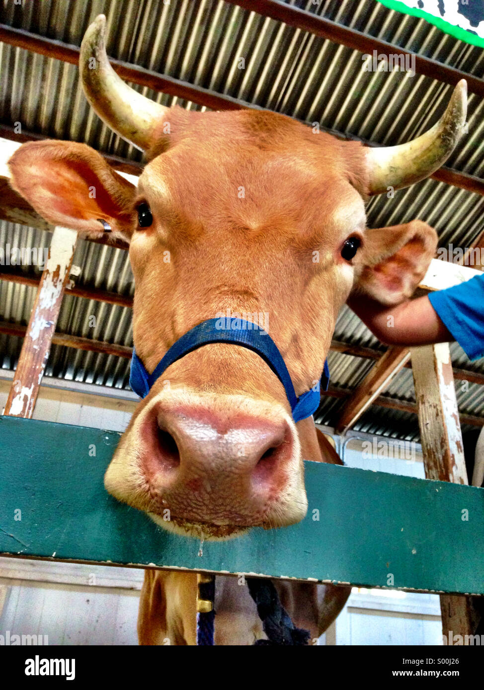 Cow at the fair Stock Photo - Alamy