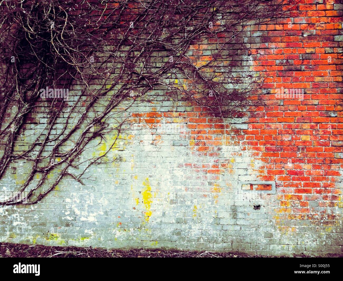 Vegetation decay decay hi-res stock photography and images - Alamy