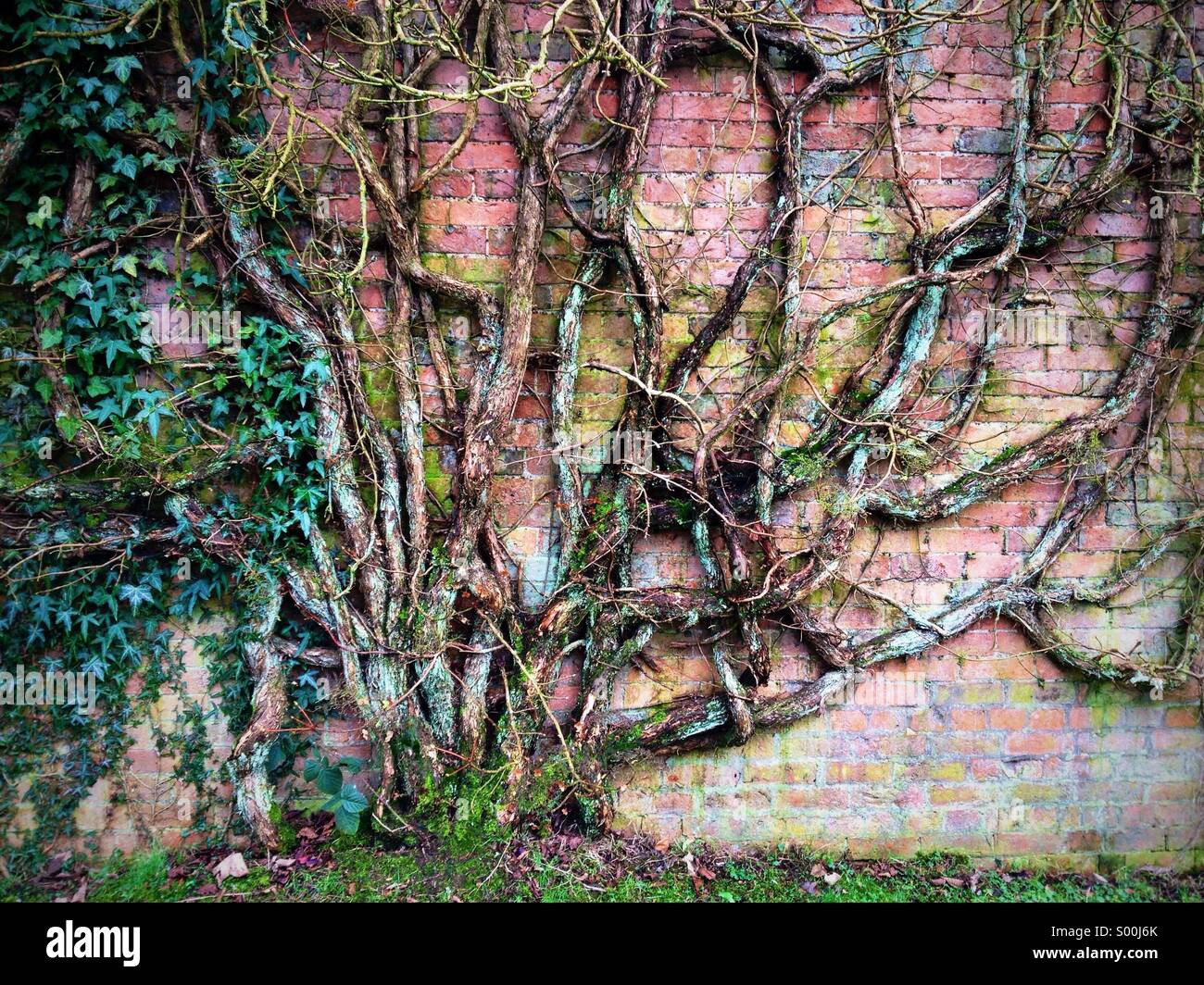 Creep tree hi-res stock photography and images - Alamy