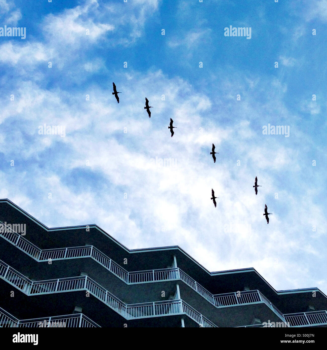 Flying birds and building hi-res stock photography and images - Alamy