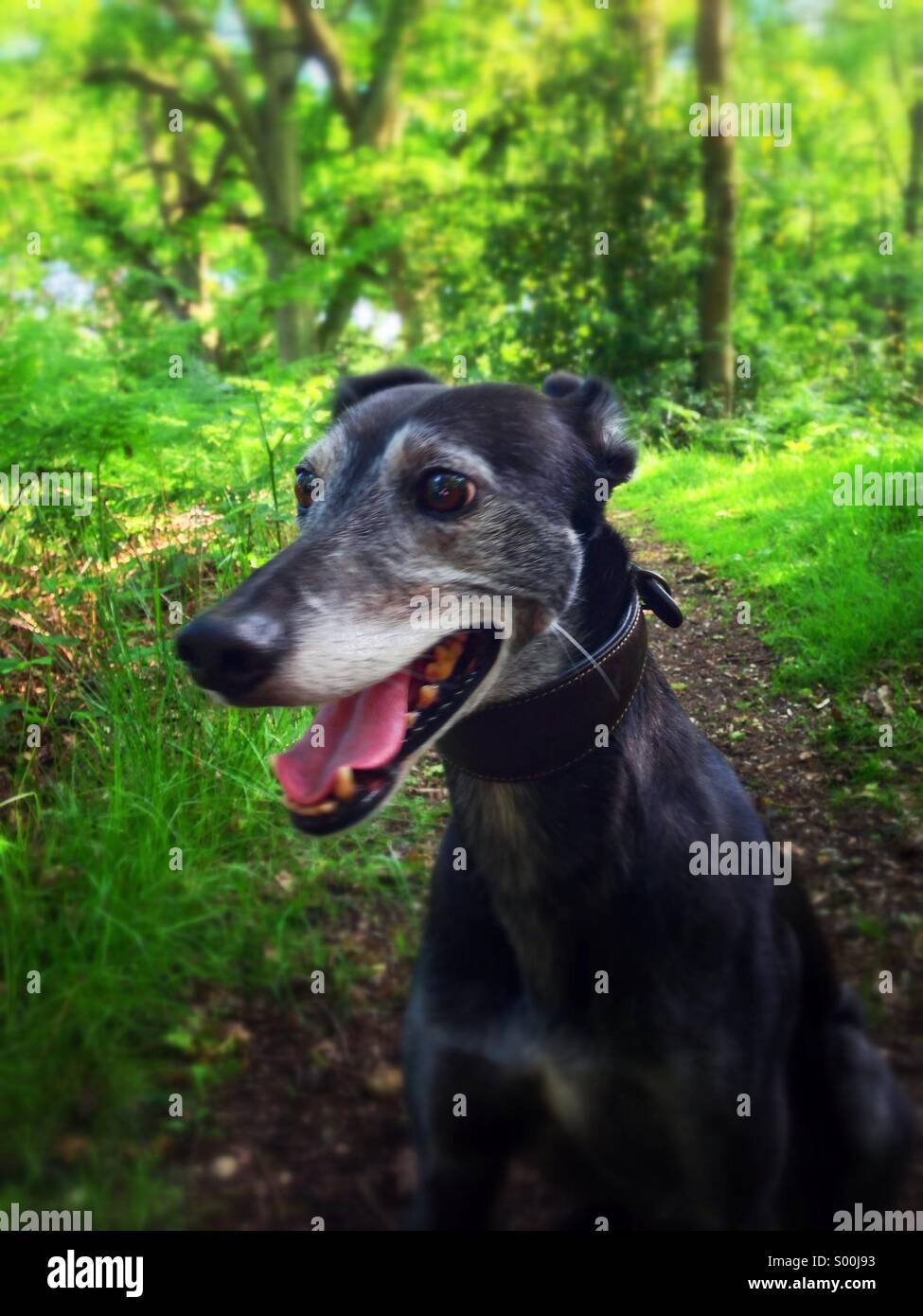 Lurcher dog sitting hi-res stock photography and images - Alamy