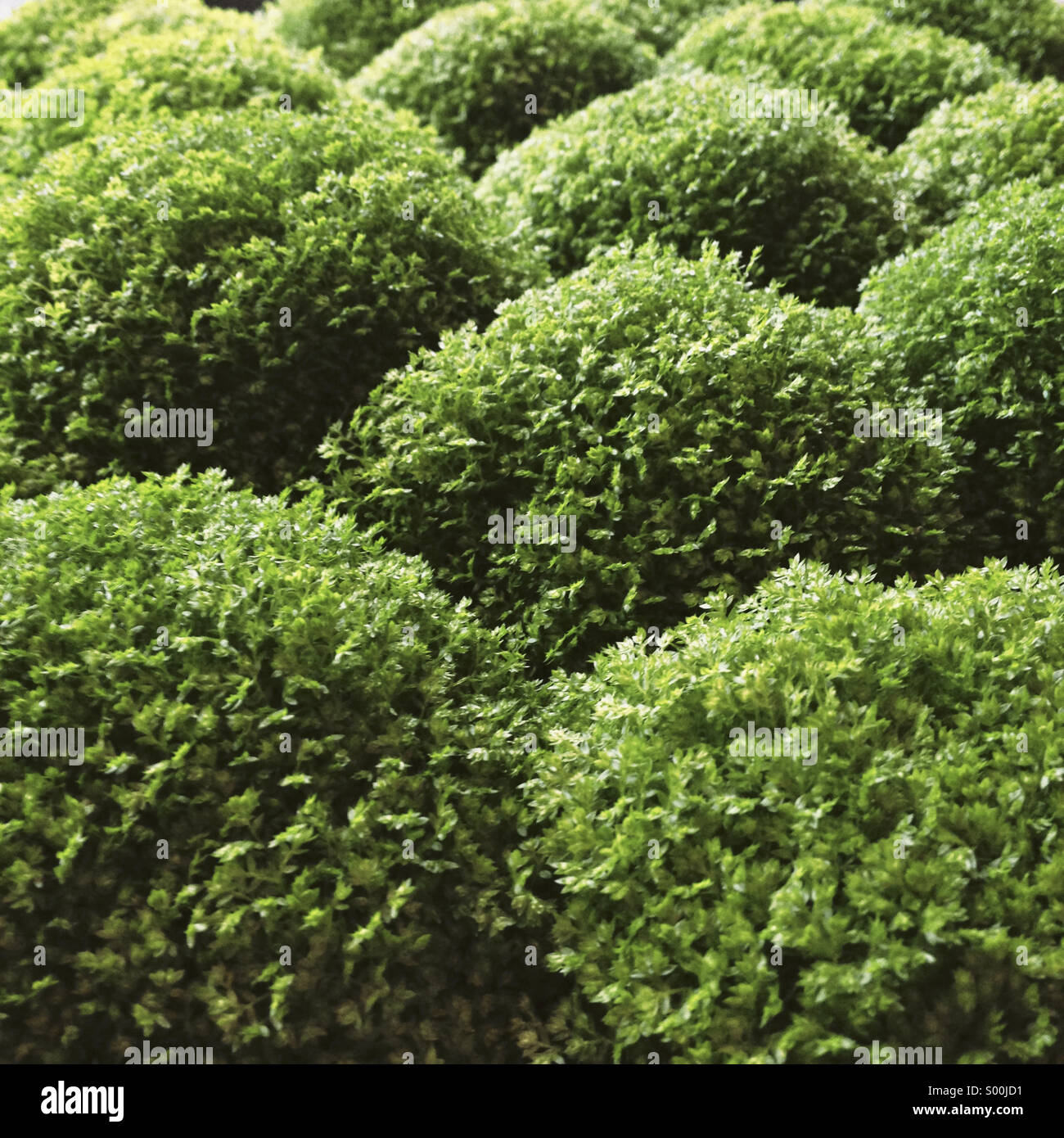 Cut the bush hi-res stock photography and images - Alamy