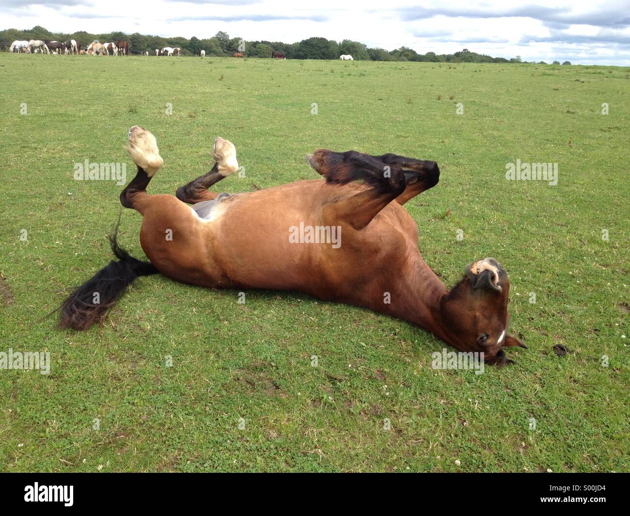 Rolling horse hi-res stock photography and images - Alamy