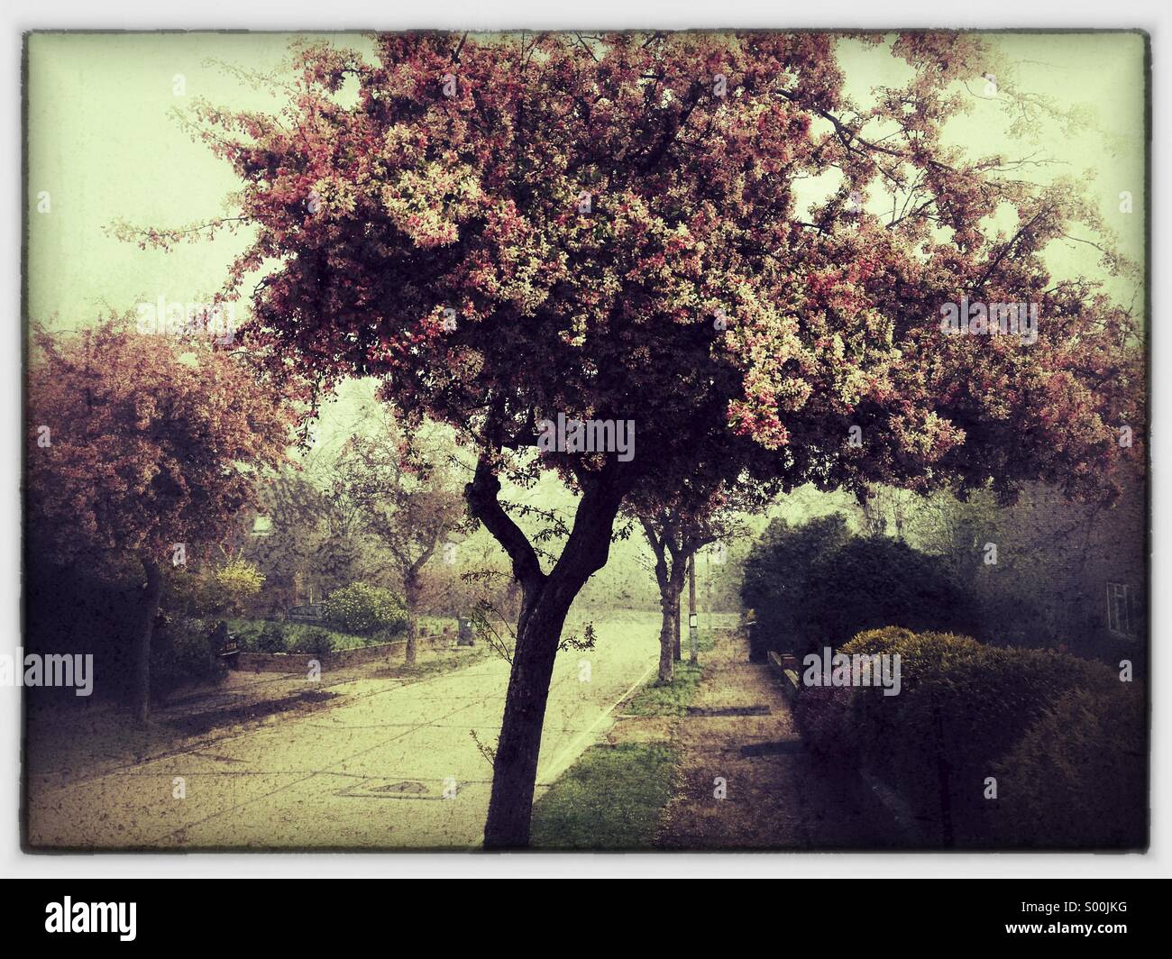 Grungy, distressed photo of residential road in spring with cherry ...