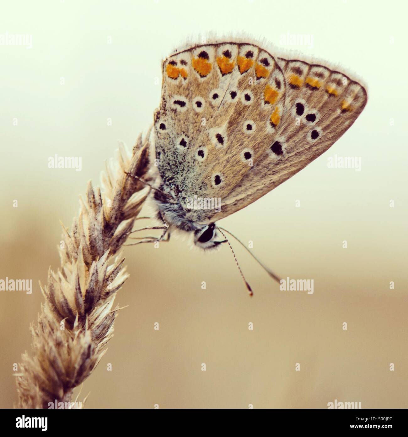 Mariposa posada hi-res stock photography and images - Alamy