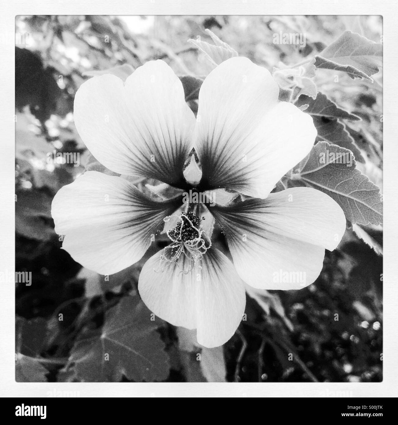 Intricate flower hi-res stock photography and images - Alamy