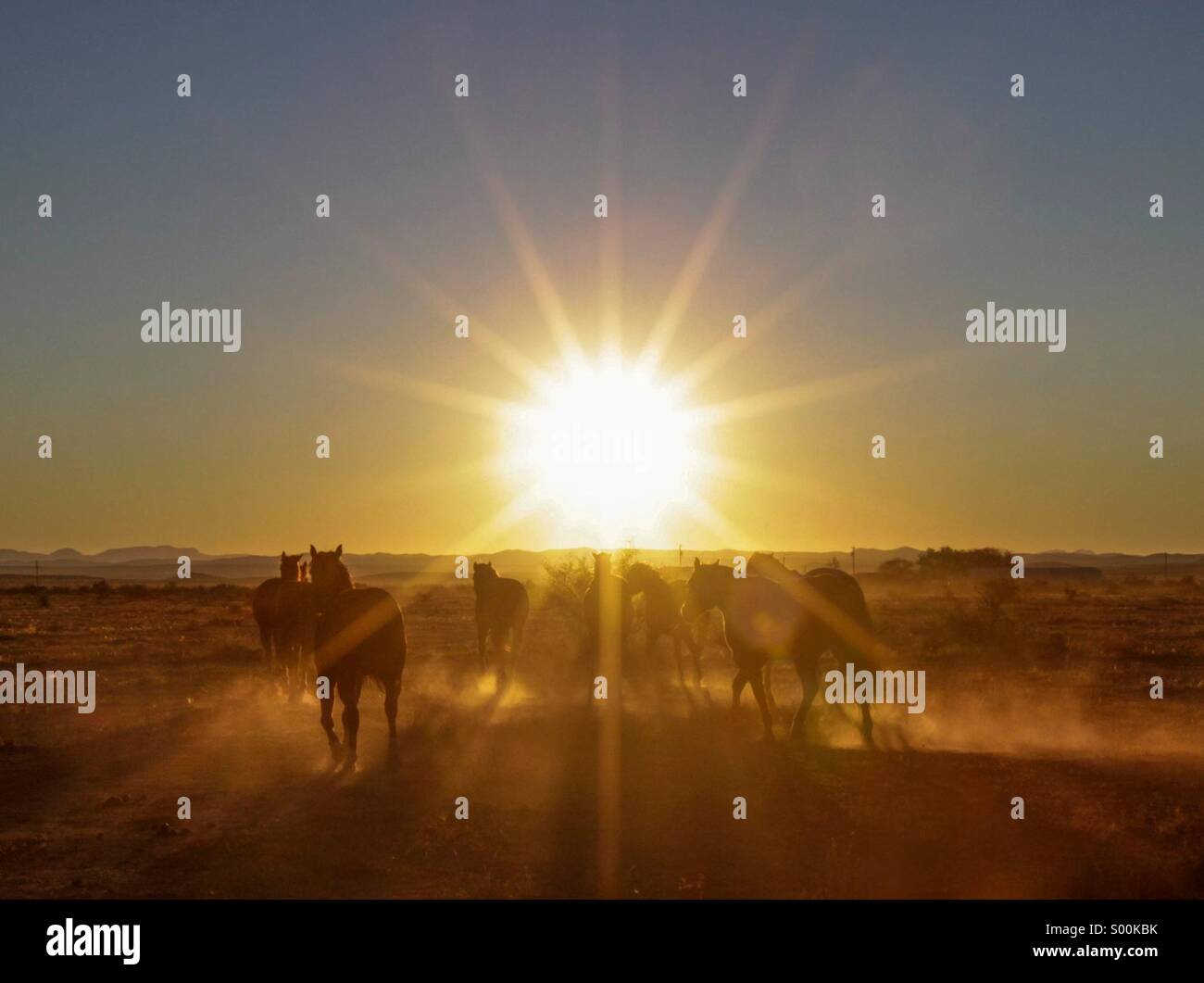 Remuda gathering at sunrise on a West Texas ranch Stock Photo - Alamy