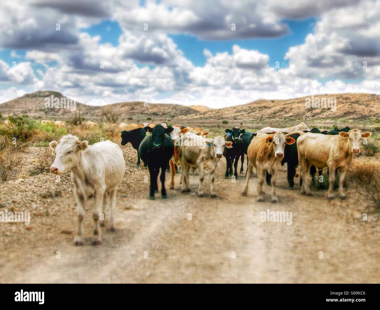 Cattle On West Texas Ranch High Resolution Stock Photography and Images ...