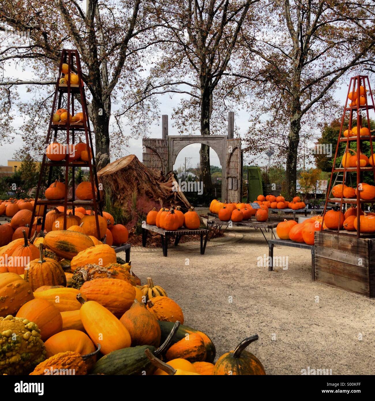 Fall trees with pumpkins hi-res stock photography and images - Alamy