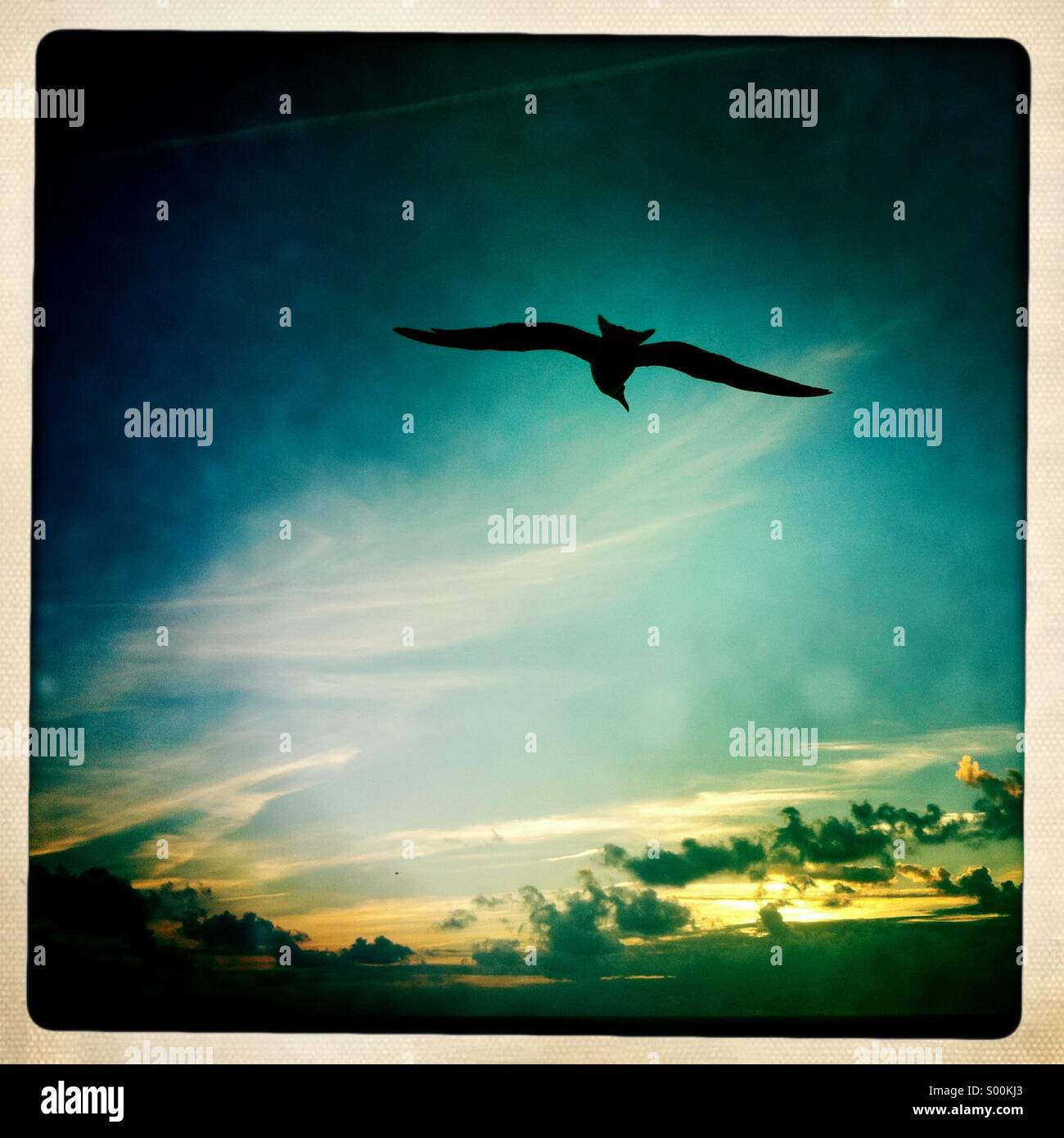 Bird flying silhouette hi-res stock photography and images - Alamy