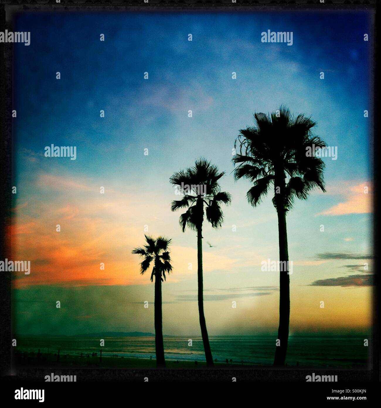 Three palm trees at sunset. Manhattan Beach, California USA Stock Photo ...
