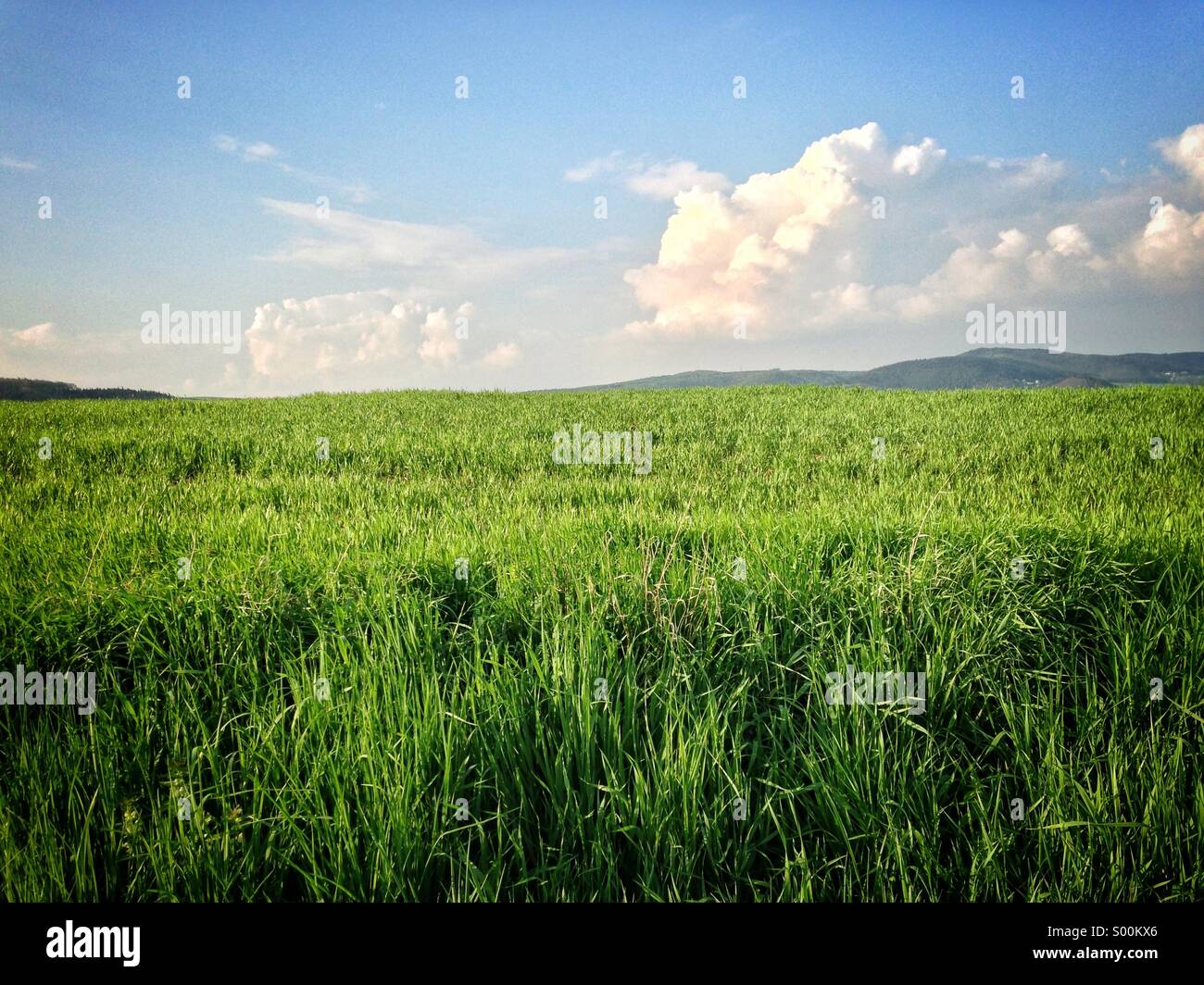 Overgrown Land High Resolution Stock Photography and Images - Alamy