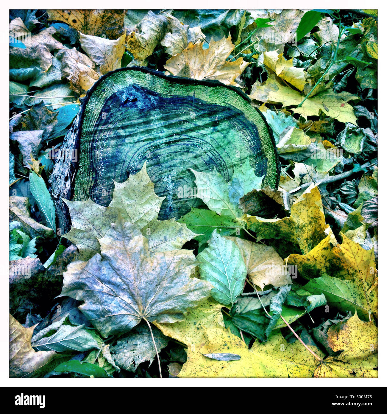 Log leaves hi-res stock photography and images - Alamy