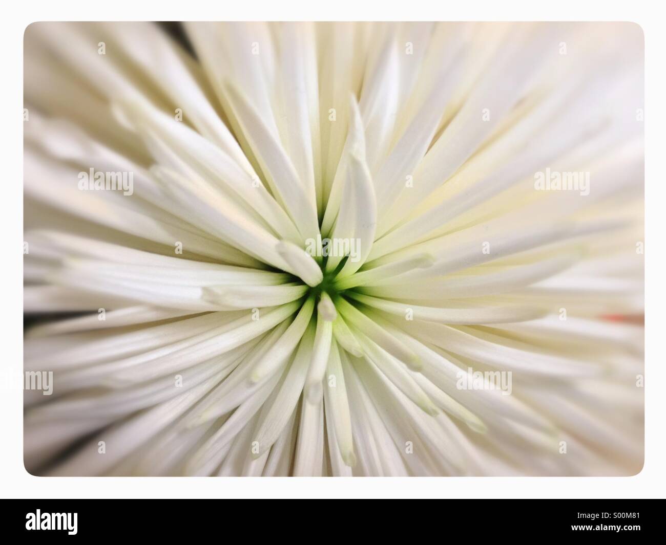 White spiky flower hi-res stock photography and images - Alamy