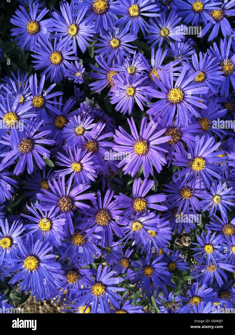 Aster flowers hi-res stock photography and images - Alamy