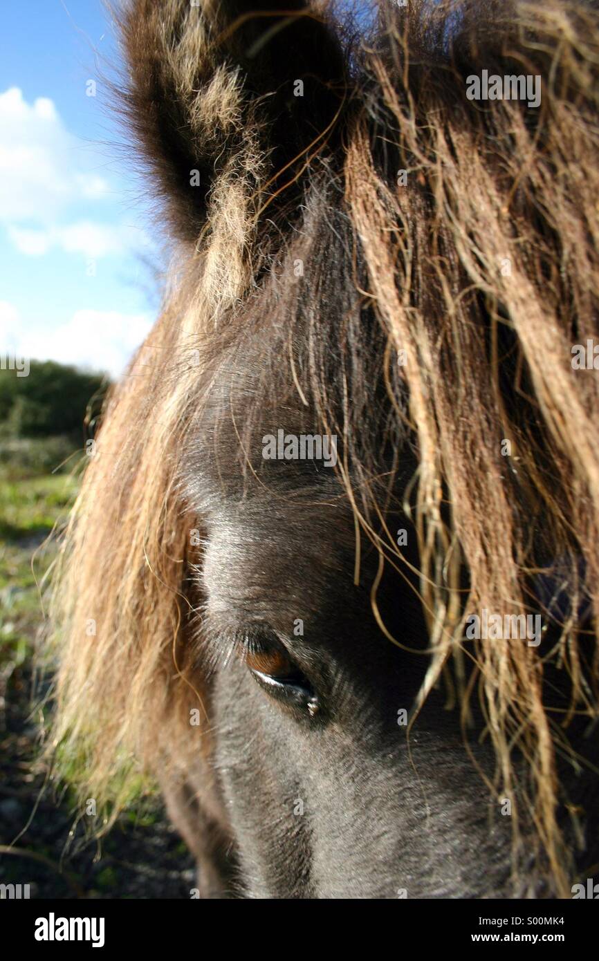 Forelock horse hi-res stock photography and images - Alamy