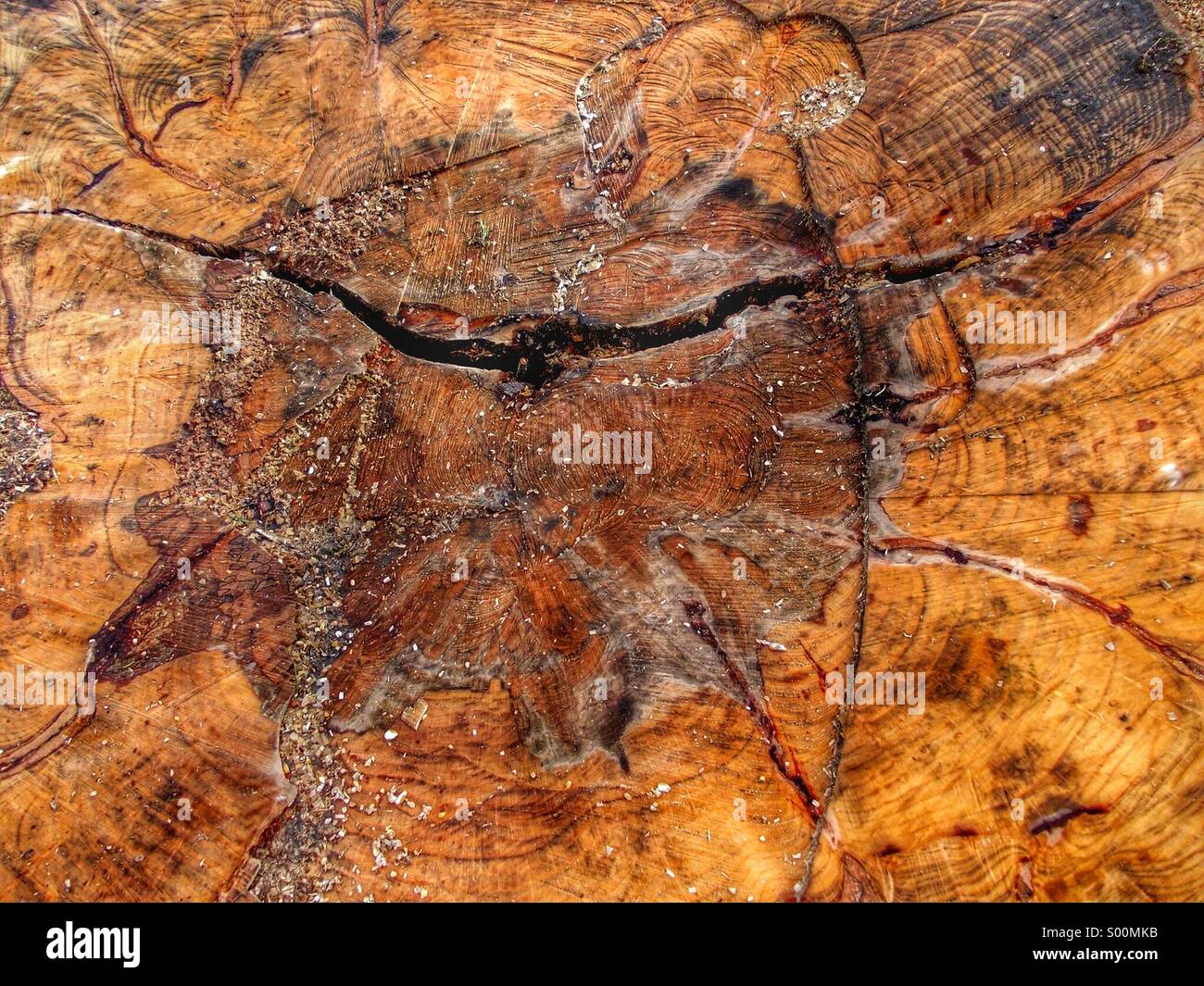 Chopped Tree Trunk High Resolution Stock Photography and Images - Alamy