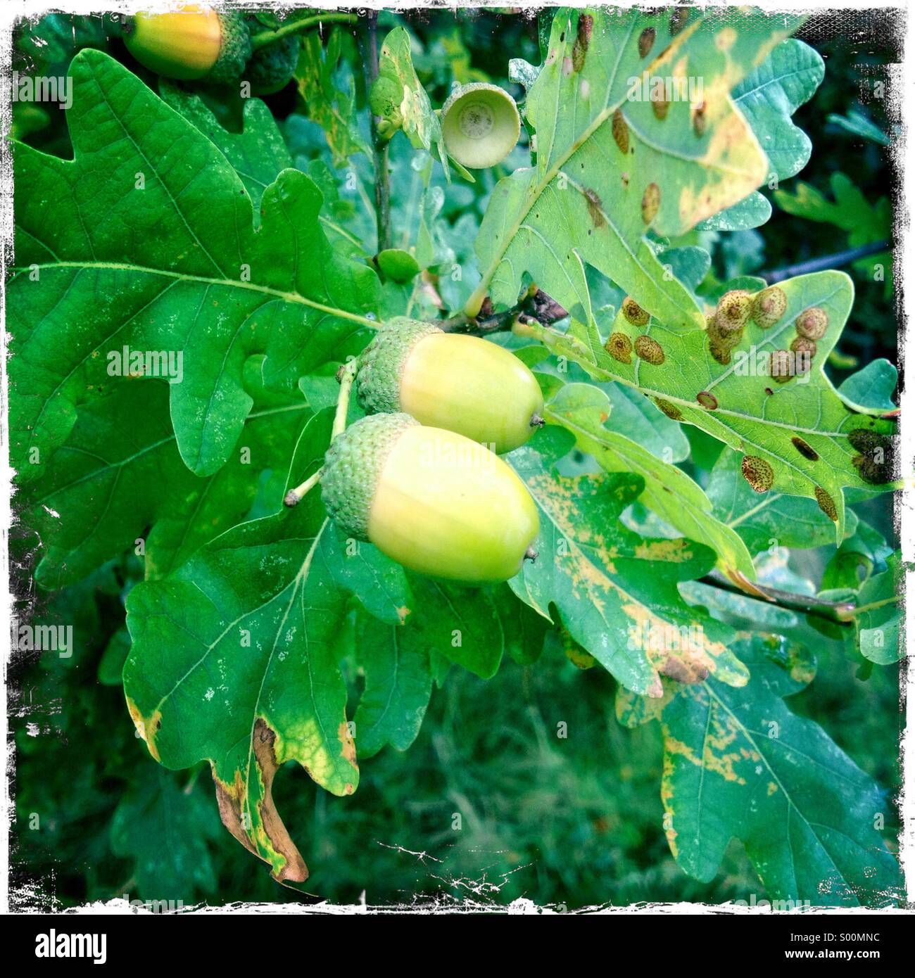 Oak tree acorns hi-res stock photography and images - Alamy