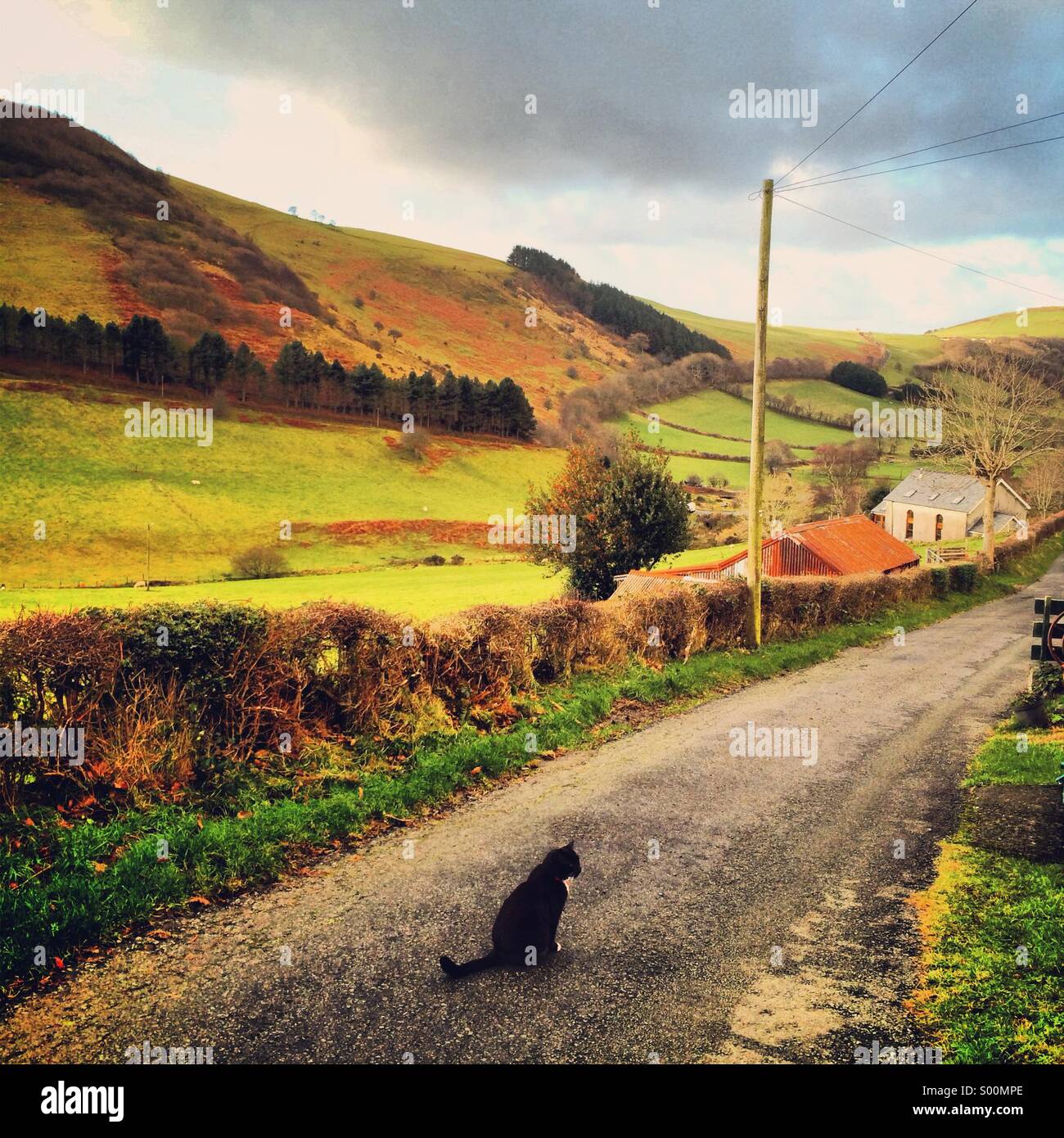 Cat guarding hi-res stock photography and images - Alamy