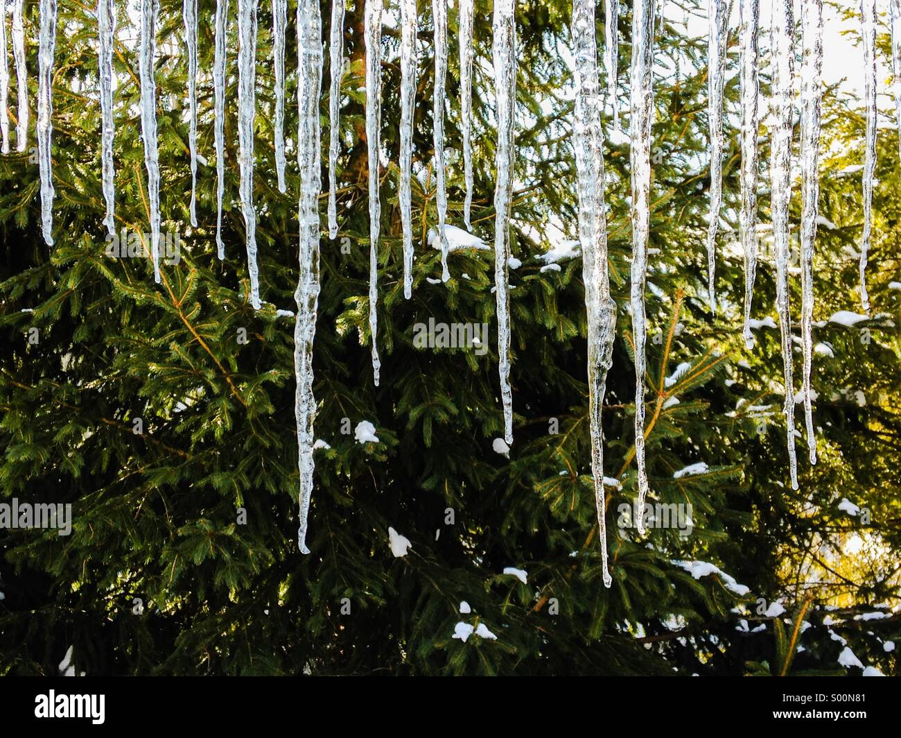 Icicles Tree High Resolution Stock Photography and Images - Alamy