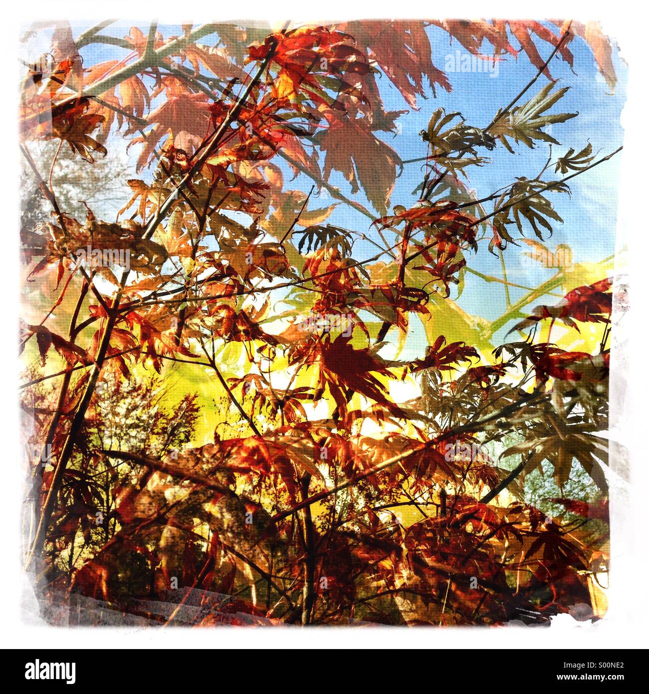 Autumn leaves at sunset Stock Photo - Alamy