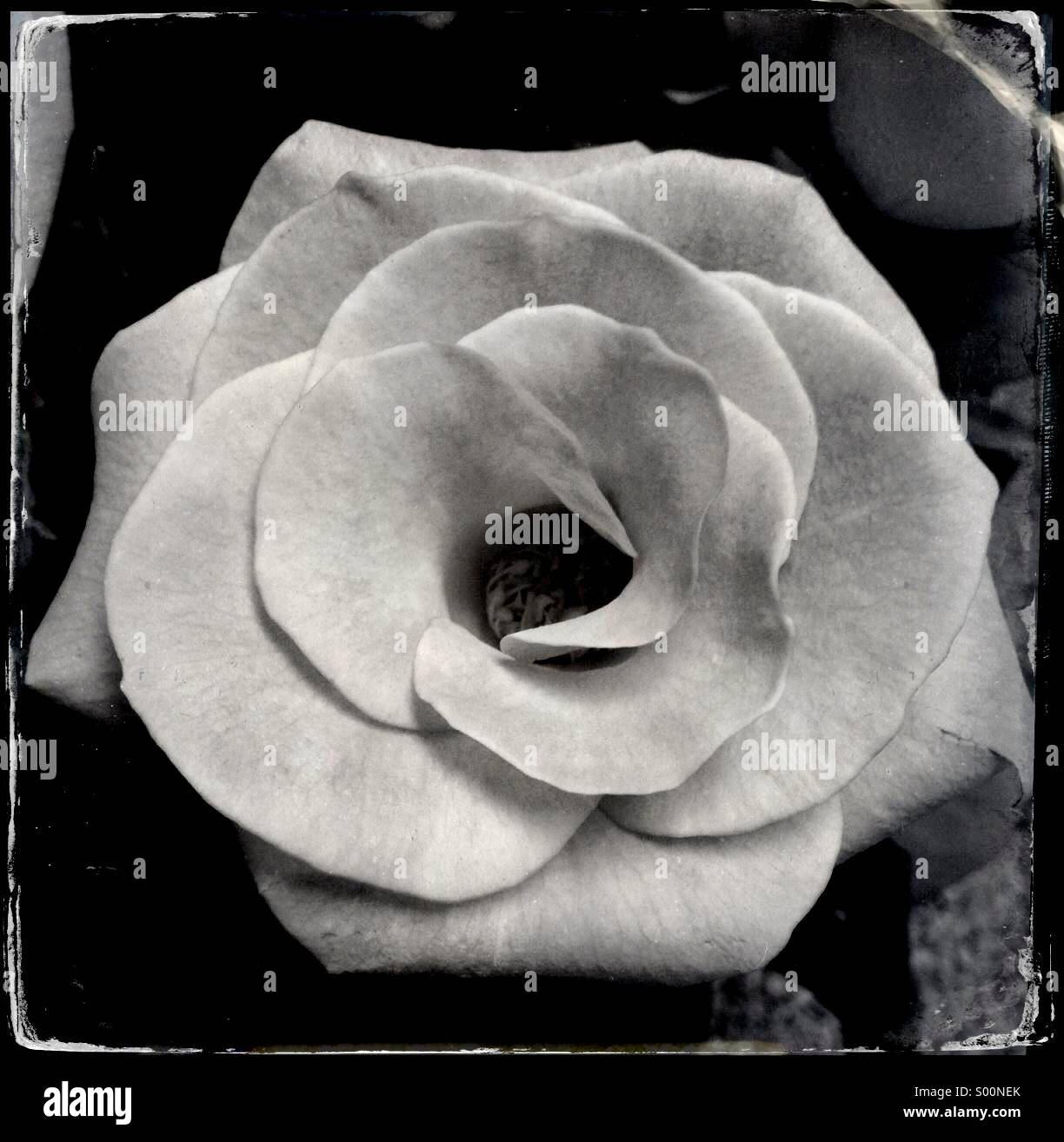 Black and white rose image hi-res stock photography and images - Alamy