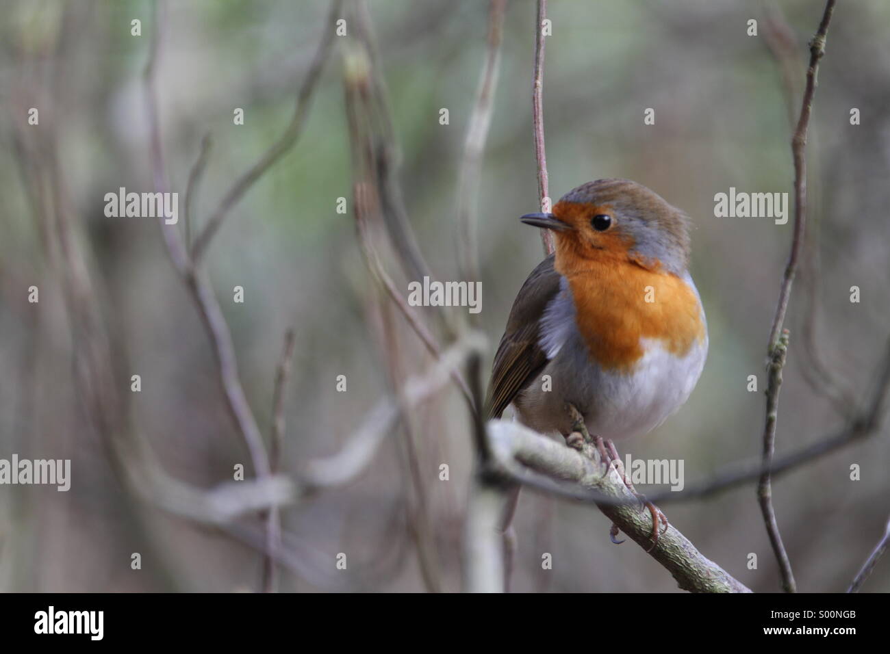 Rocking robin hi-res stock photography and images - Alamy