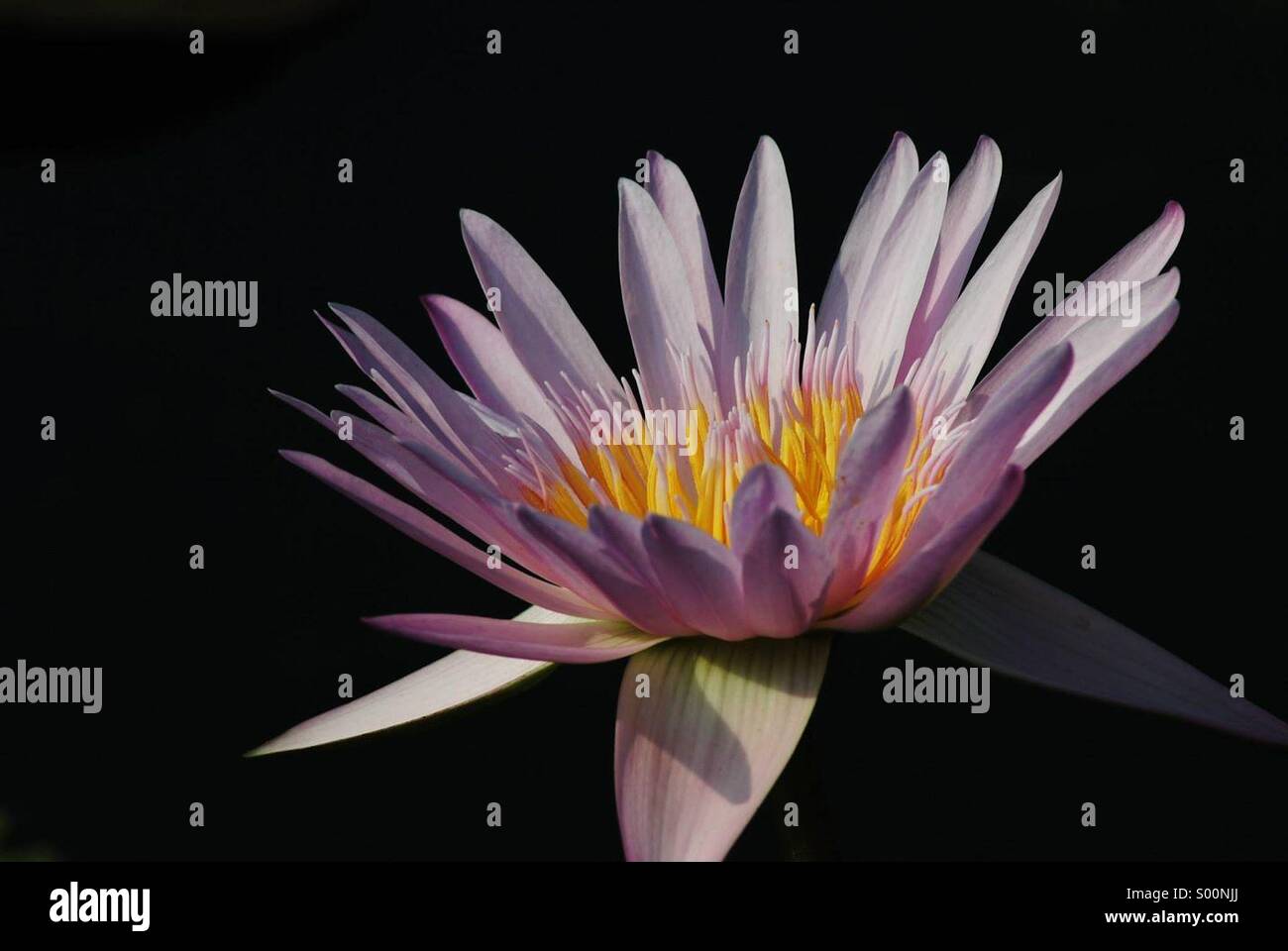 Liley hi-res stock photography and images - Alamy