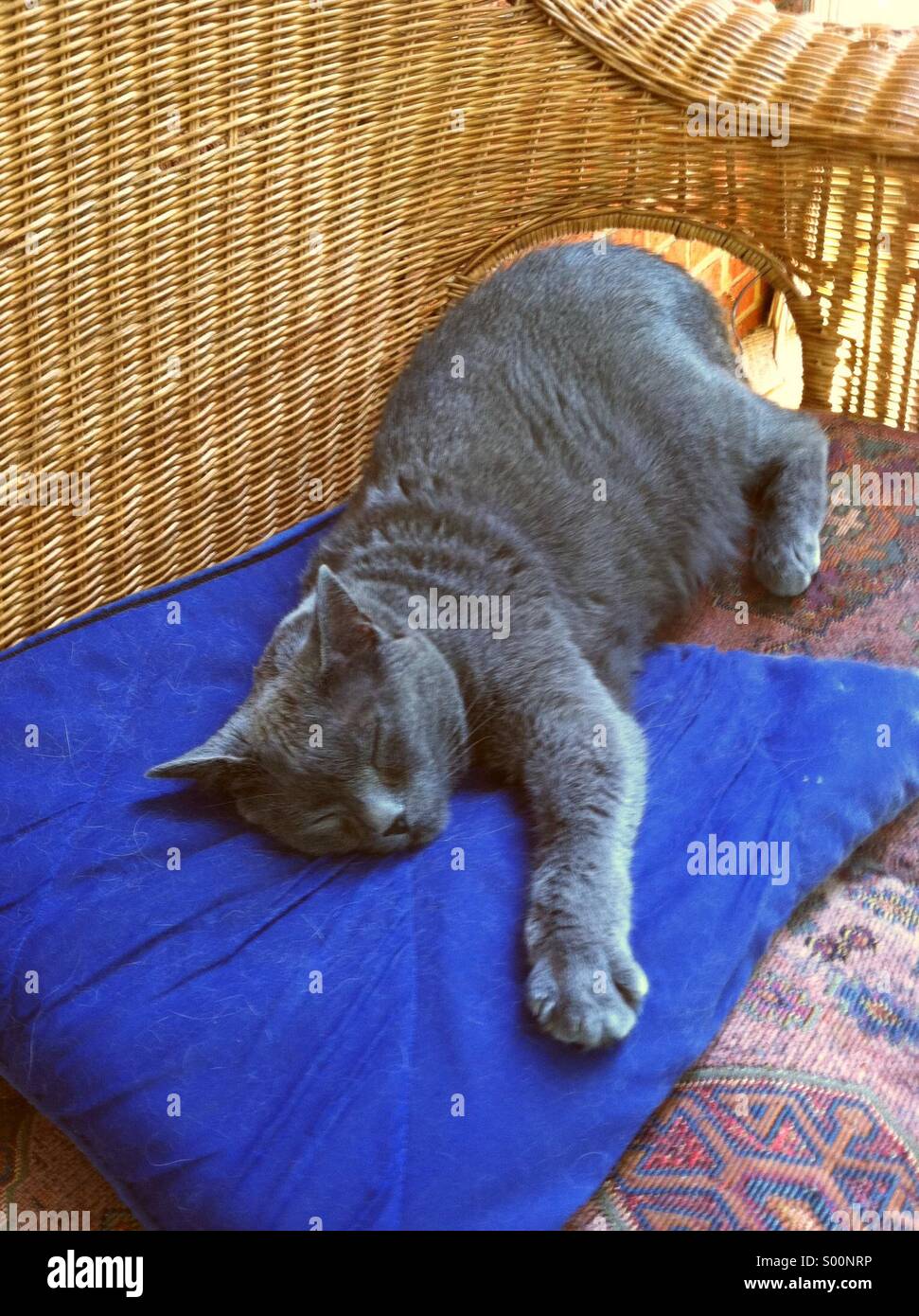Sleeping Russian Blue cat Stock Photo - Alamy