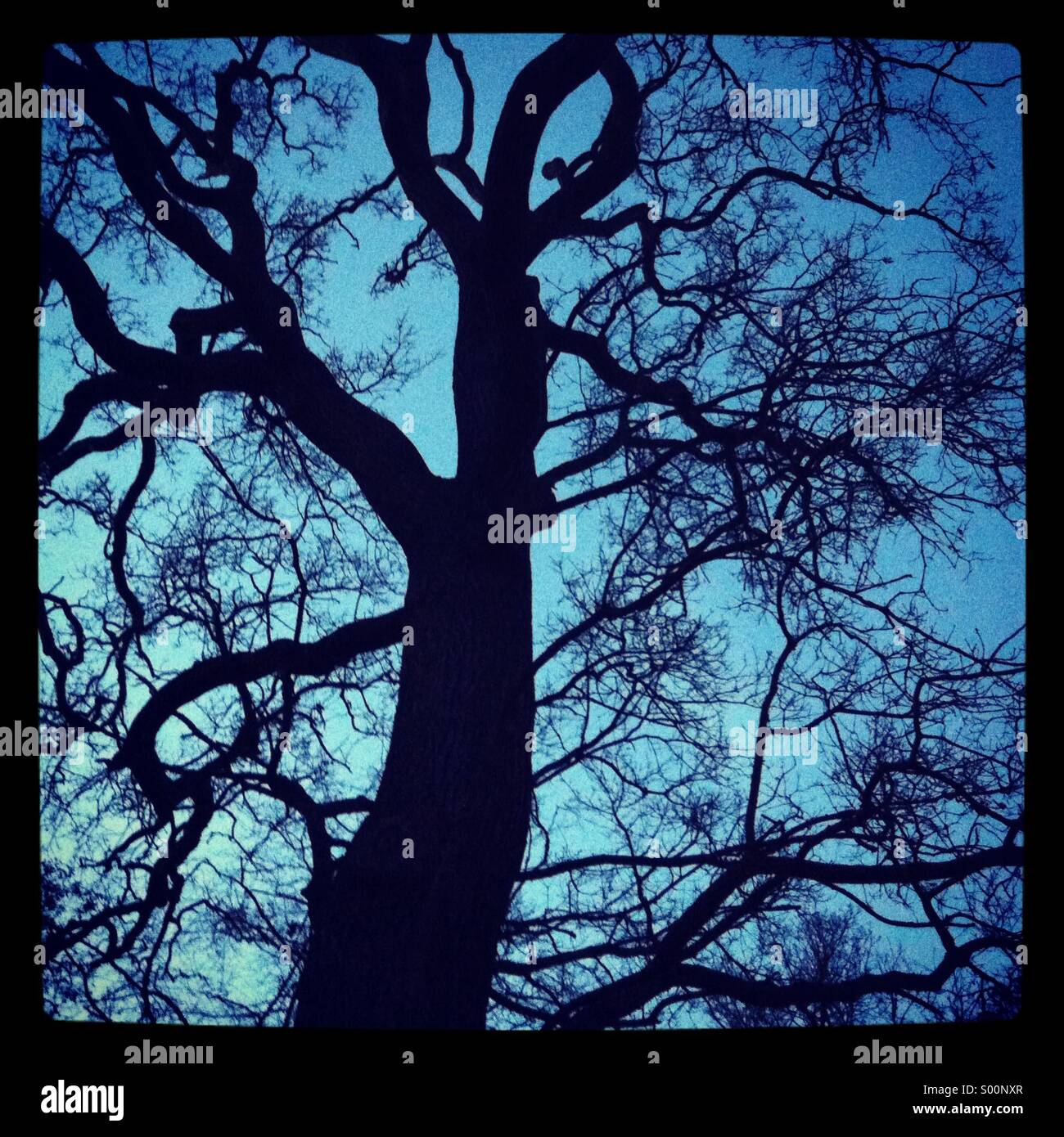 Huge tree branches Stock Photo - Alamy