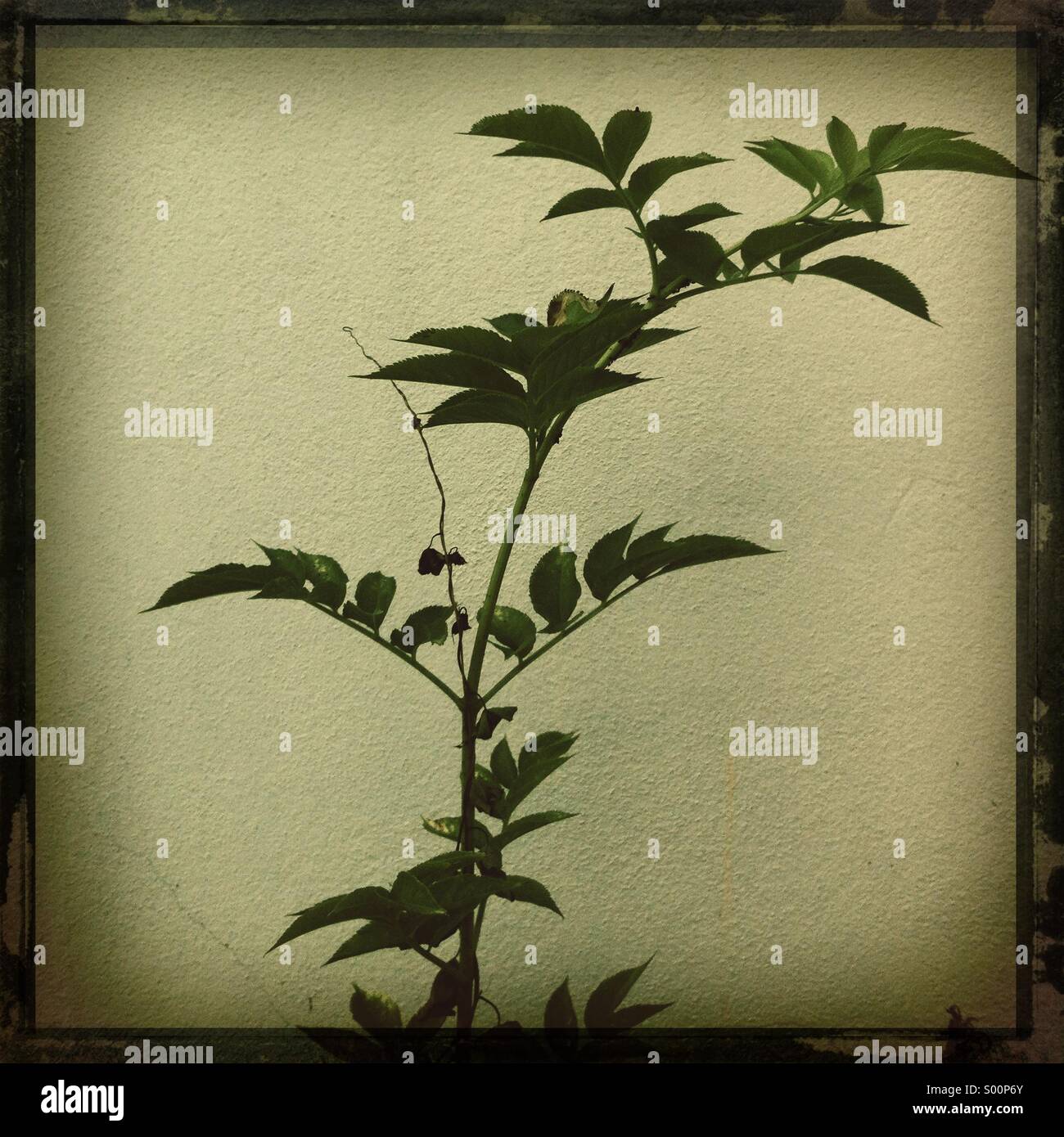 Still life photo of a plant stem with leaves against a plain background ...