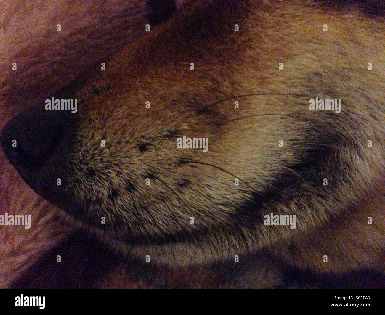 Smile dog hi-res stock photography and images - Alamy