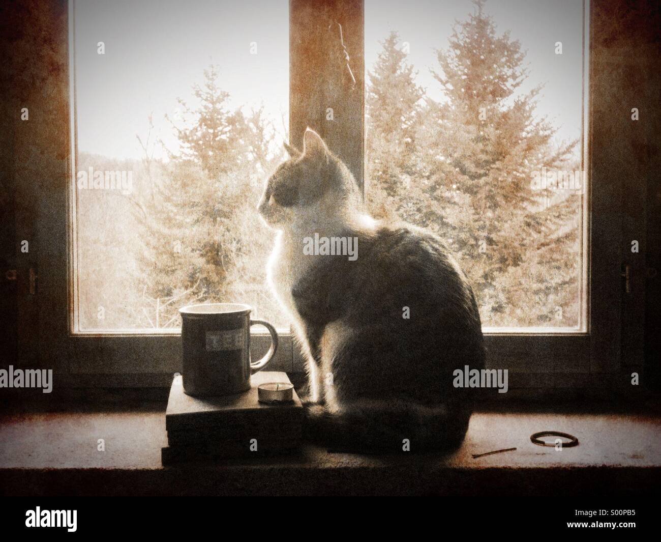 Cat in windowsill hi-res stock photography and images - Alamy